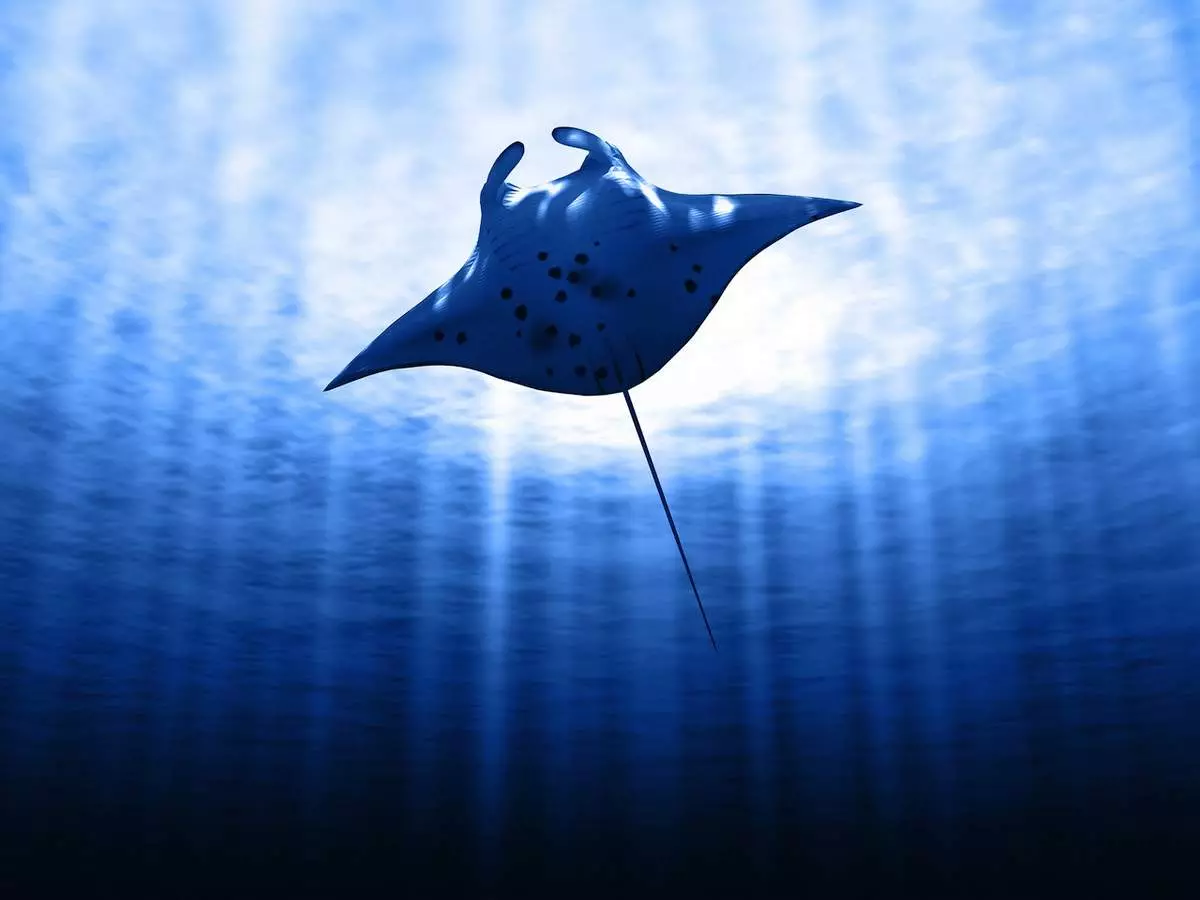 Sharks are enemies of young manta rays.