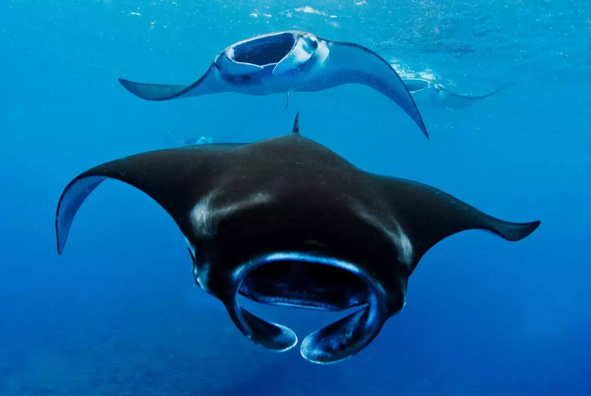 Nadar con mantas é unha vista fascinante.