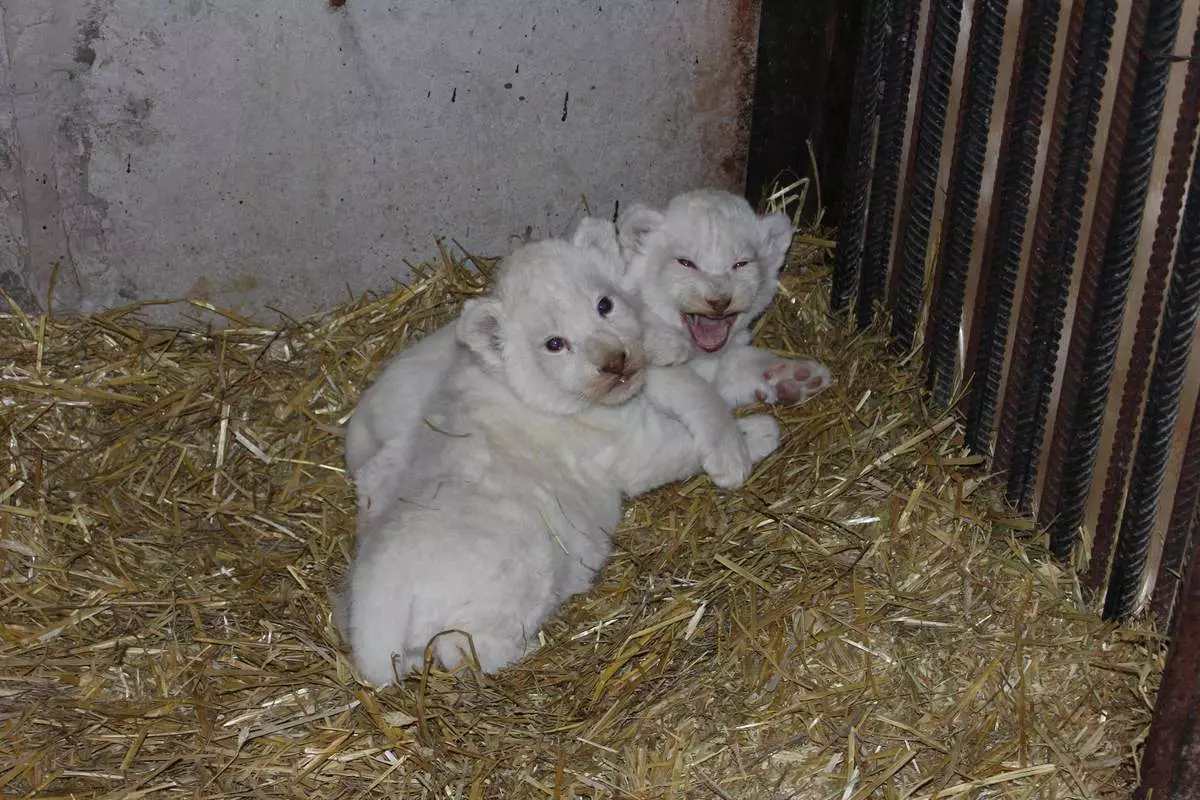Witte leeuwenwelpen in de dierentuin van Yaroslavl.