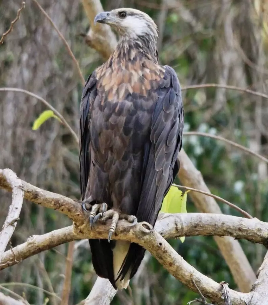 Aigle hurleur de Madagascar (Haliaeetus vociferoides).