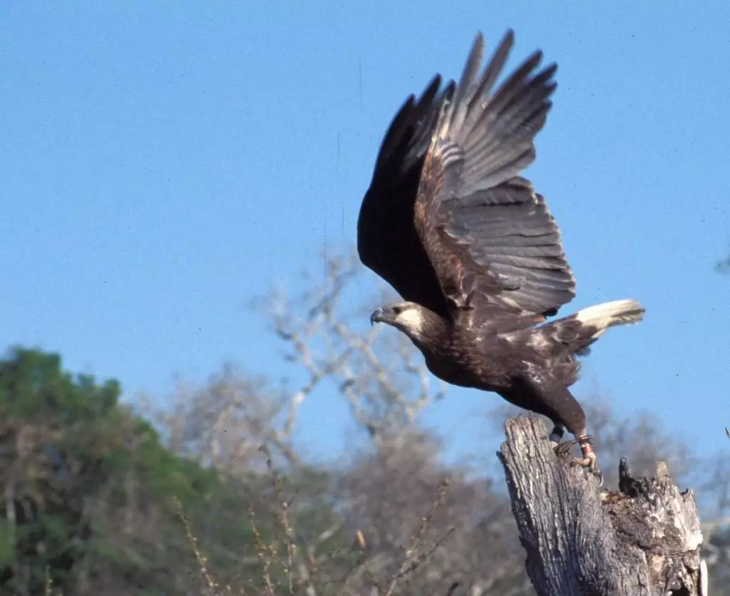 Les aigles hurleurs se trouvent sur les cimes des grands arbres.