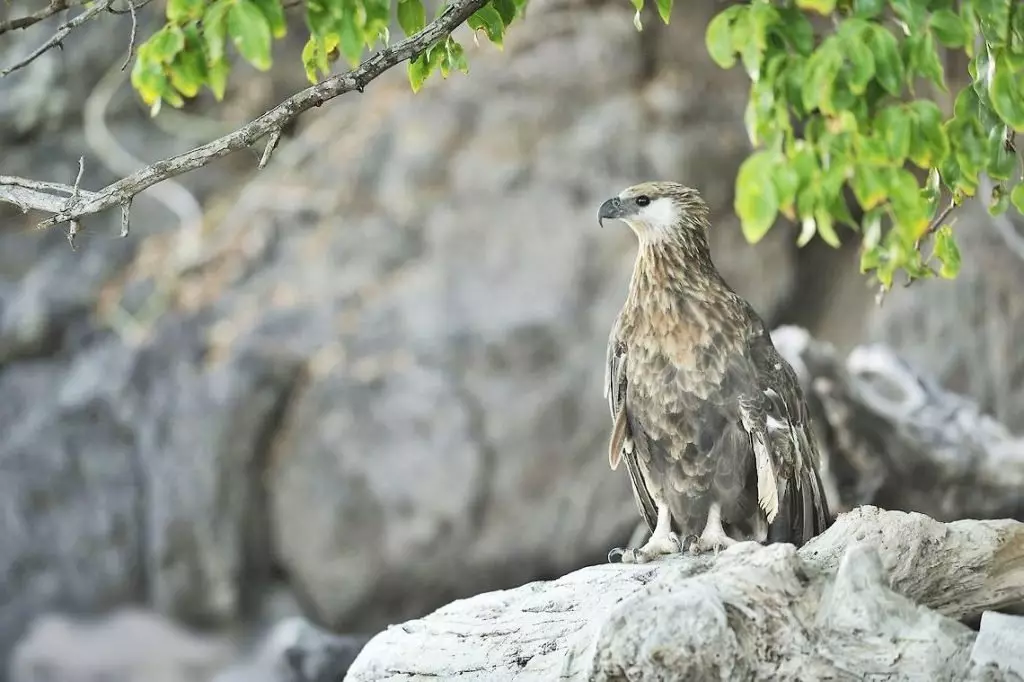 Gli uccelli preferiscono la vicinanza ai corpi idrici.