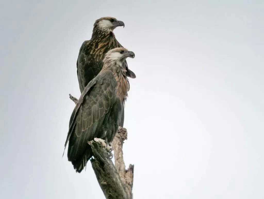 L'aigle hurleur est le symbole national de la Zambie.