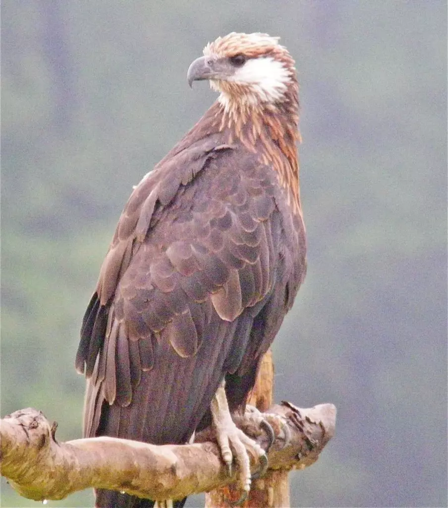 Cet oiseau a une faible diversité génétique.