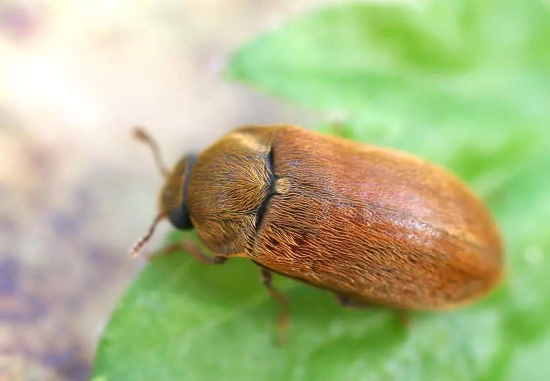 Escaravello de framboesa (Byturus tomentosus).