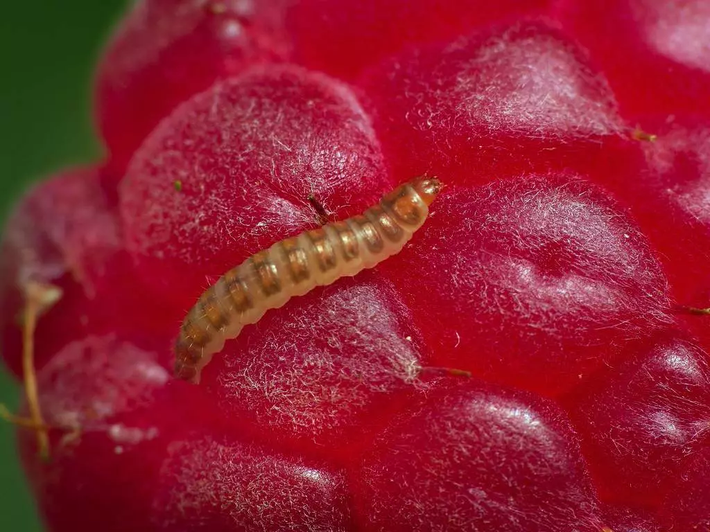 Oruga del escarabajo de la frambuesa.