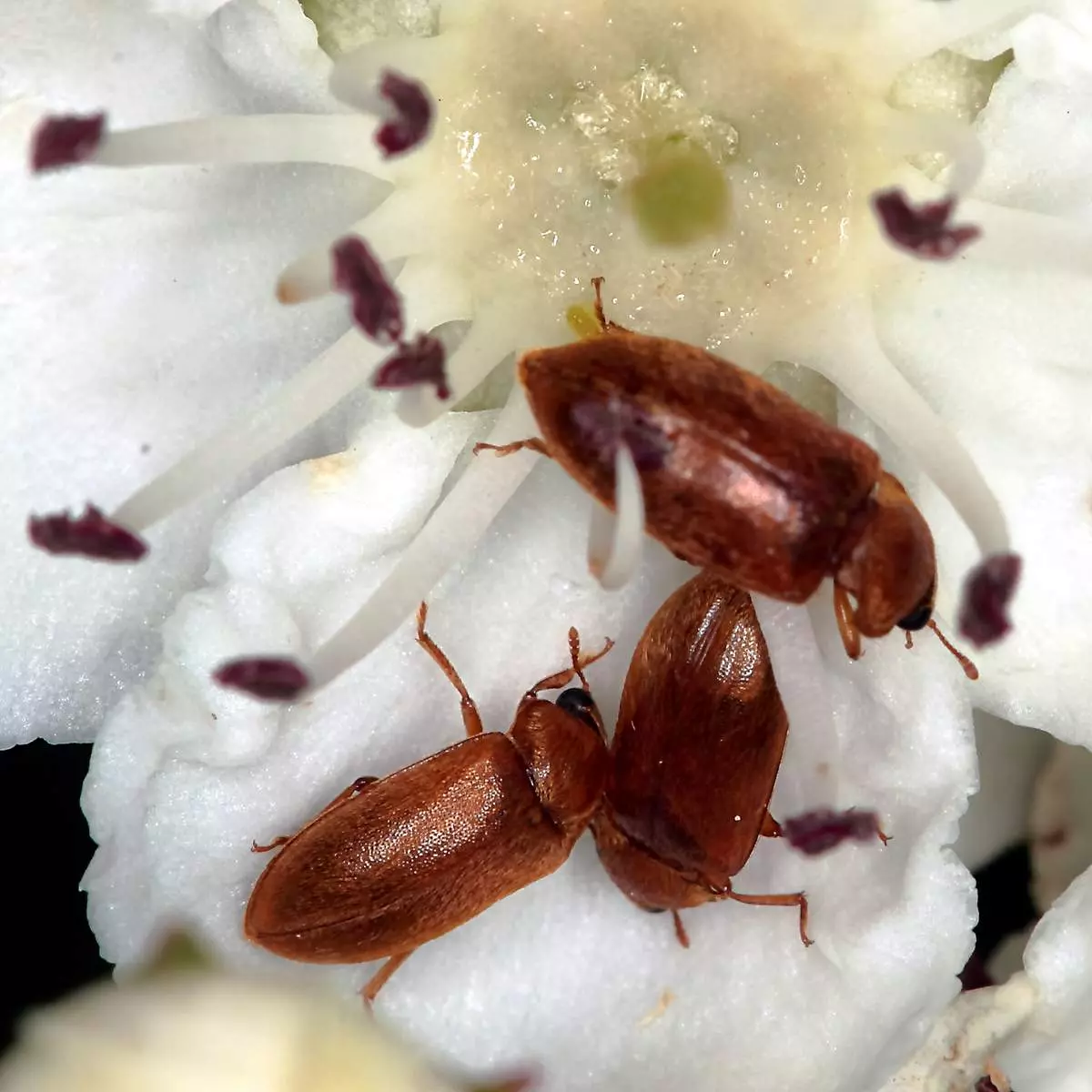 Los escarabajos de la frambuesa dañan las bayas del jardín.