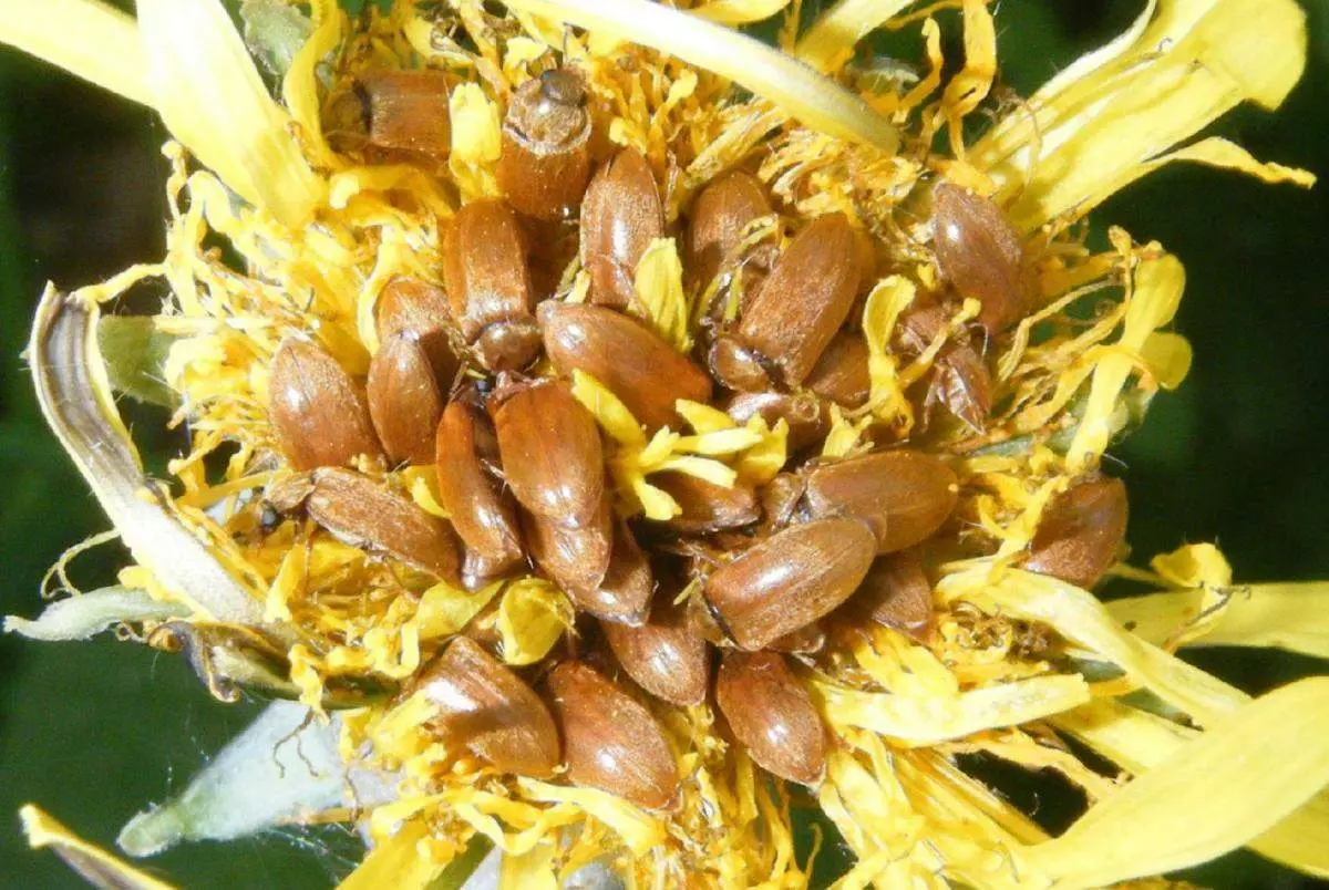 Árboles de frambuesa en una flor.