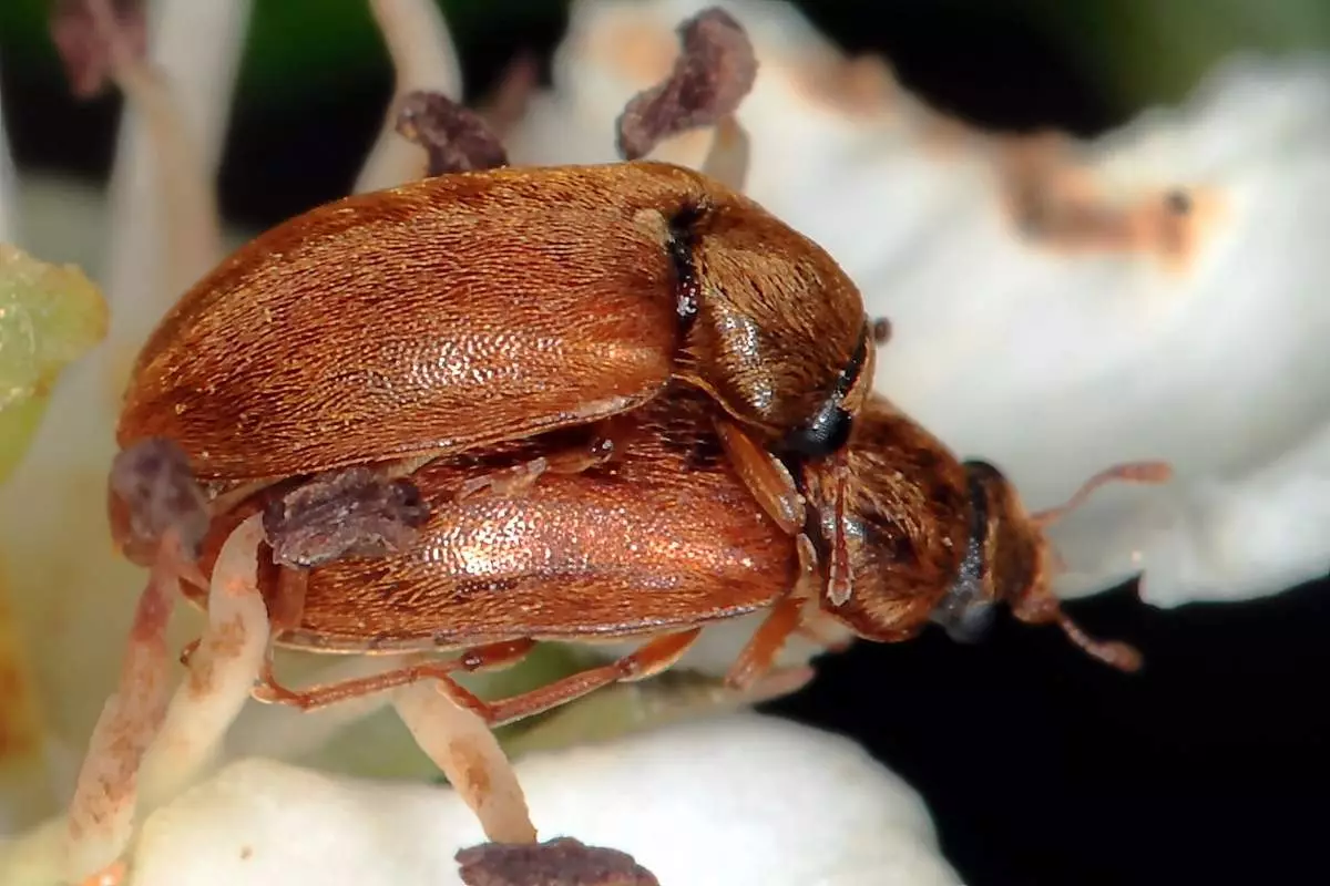 Apareamiento de escarabajos frambuesa.