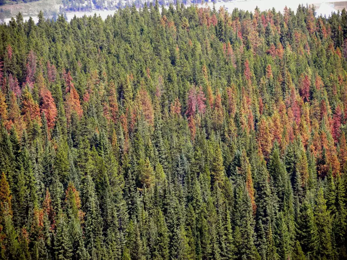 Hutan konifer adalah habitat kegemaran kumbang kulit kayu.