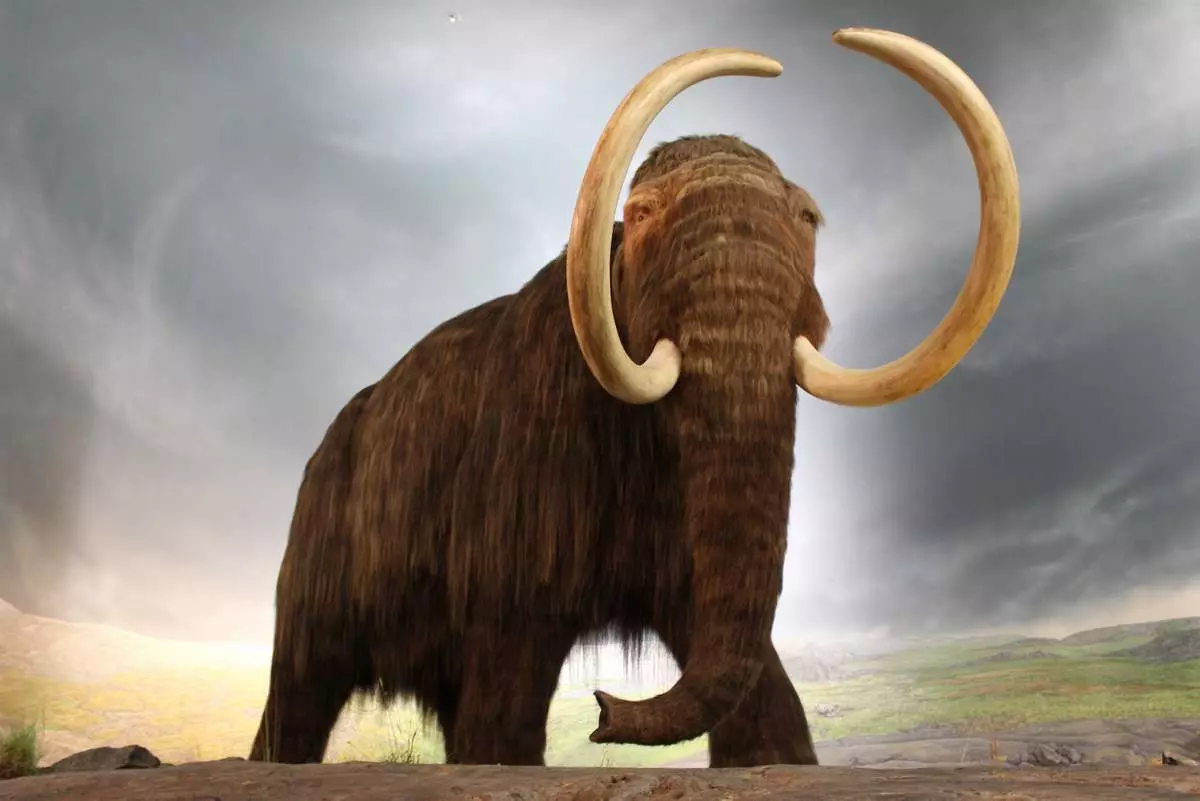 Mbilite n'ọnwụ nke mammoth adịla nso.