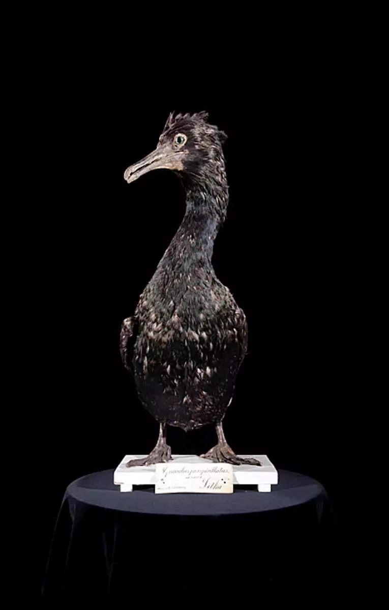 Спектакль яки Стеллер корморанты (Phalacrocorax perspicillatus).