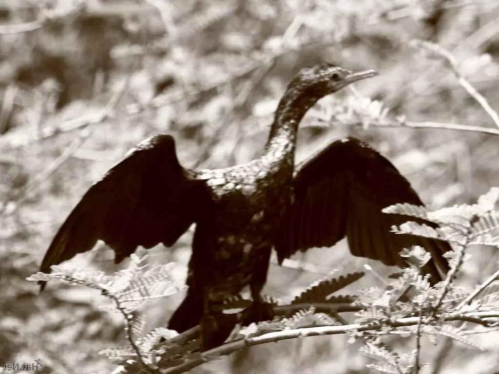 تم اصطياد طائر الغاق ذو النظارة باستمرار. في النهاية ، أدى ذلك إلى الاختفاء التام للأنواع.