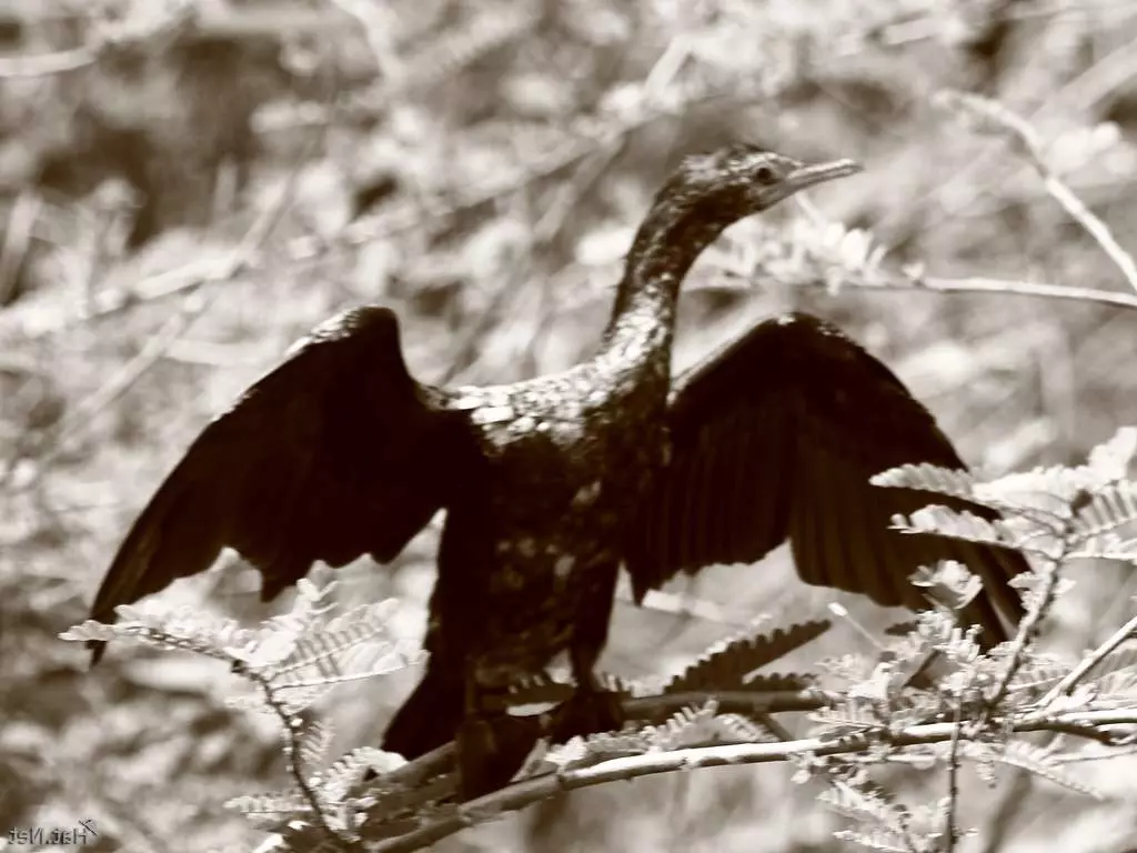 Kormoran linèt yo te toujou ap lachas. Nan fen a, sa a mennen nan disparisyon konplè nan espès yo.