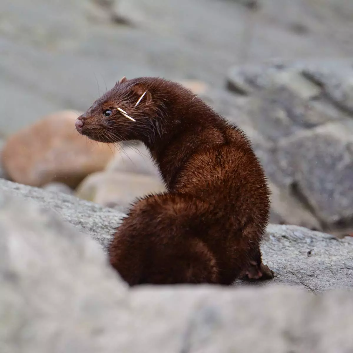 Sea mink (Neovison macrodon).