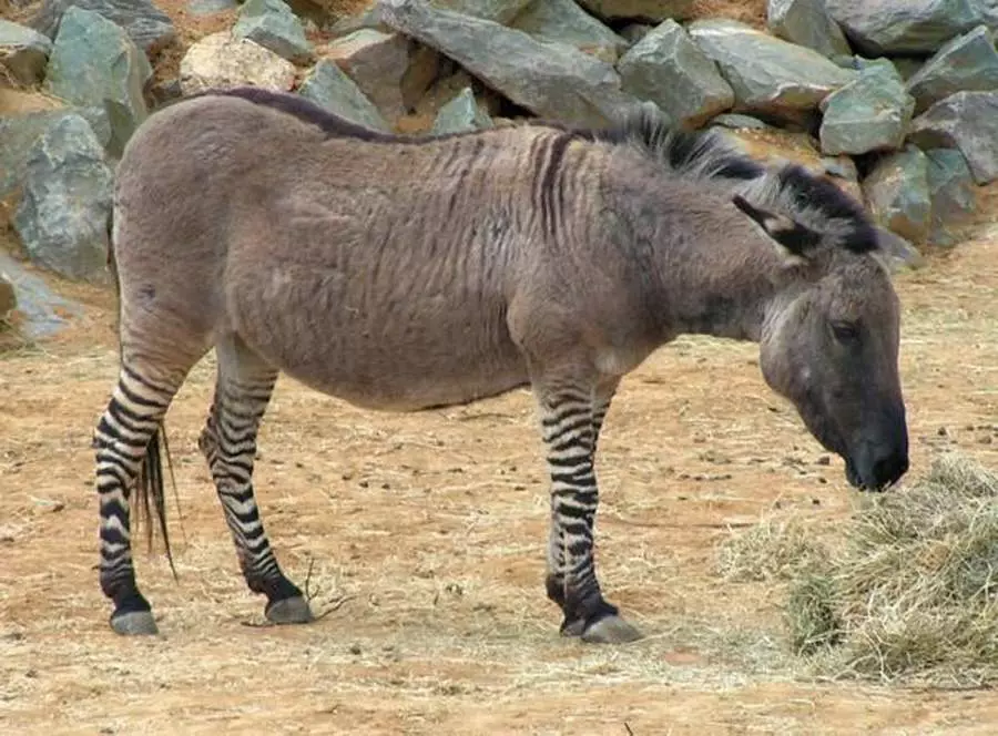 Zebroid.