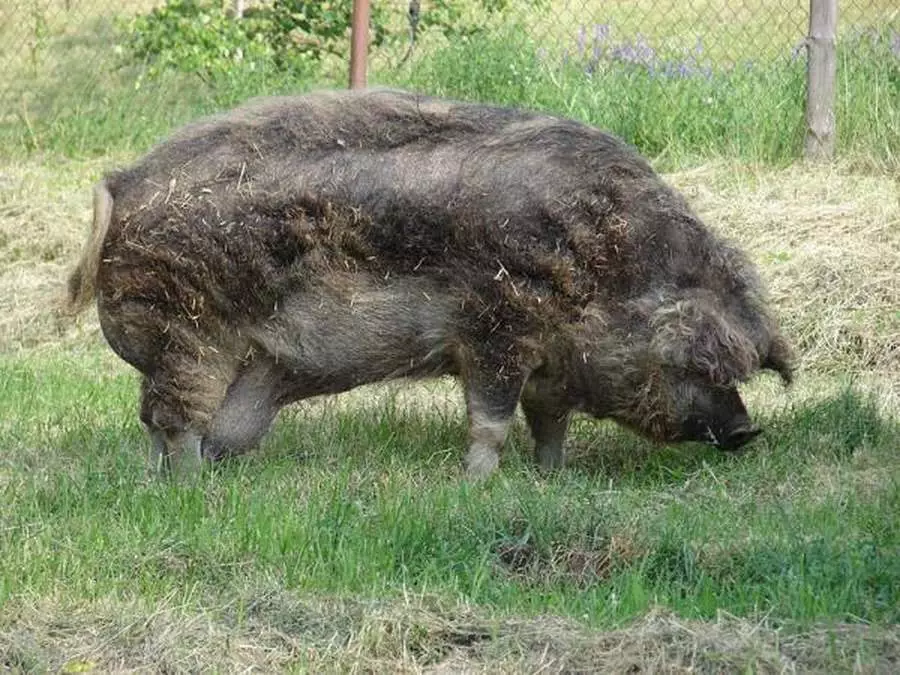 Hybrydowa świnia - mangalica.