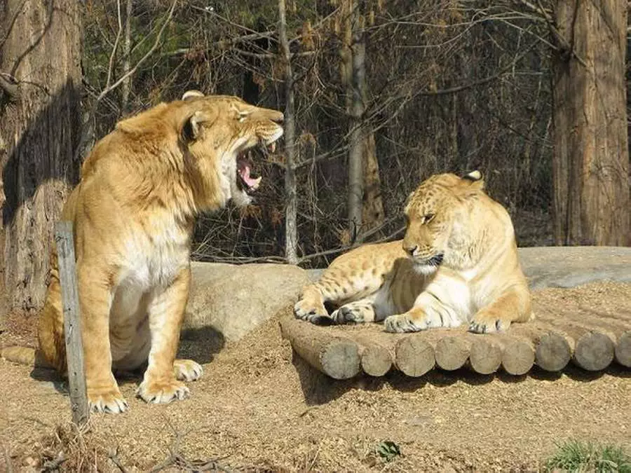 Ligers.