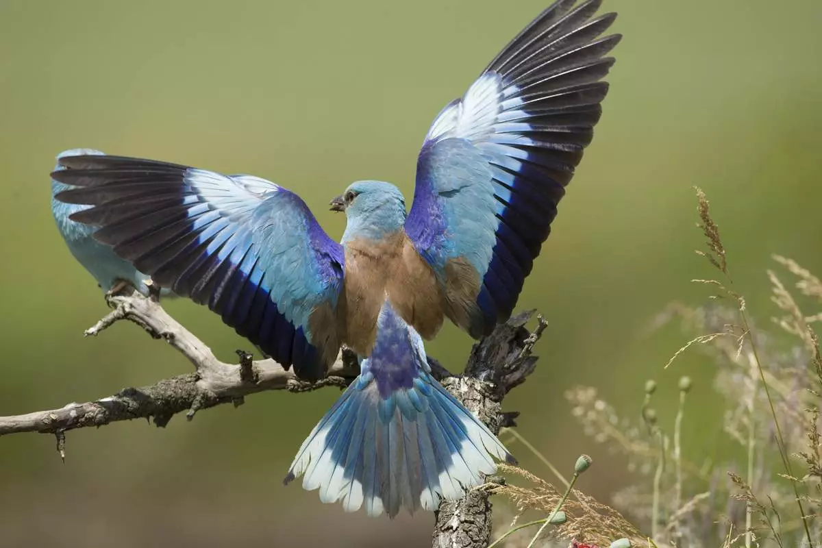 غلتک معمولی (Coracias garrulus).