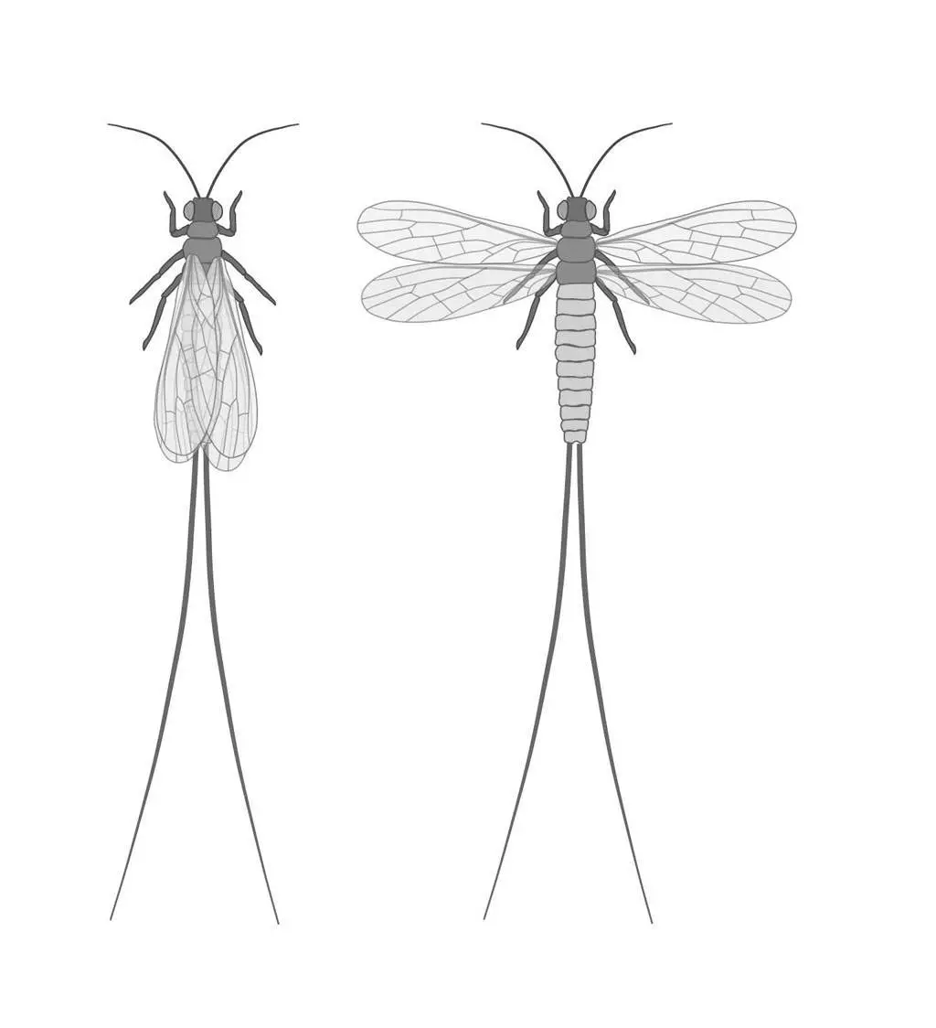 Paleodictyopters - prehistoric insects