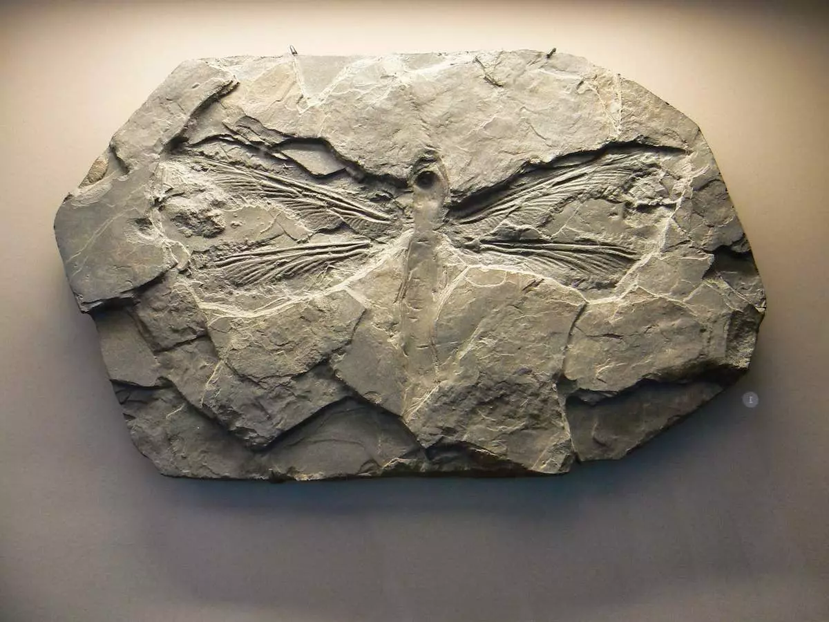 Traces of ancient insects of the order Palaeodictyoptera are preserved on the stone