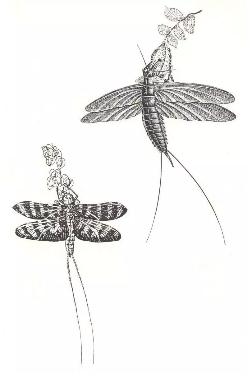 Paleodictyopters kienu akbar mill-insetti tal-lum.