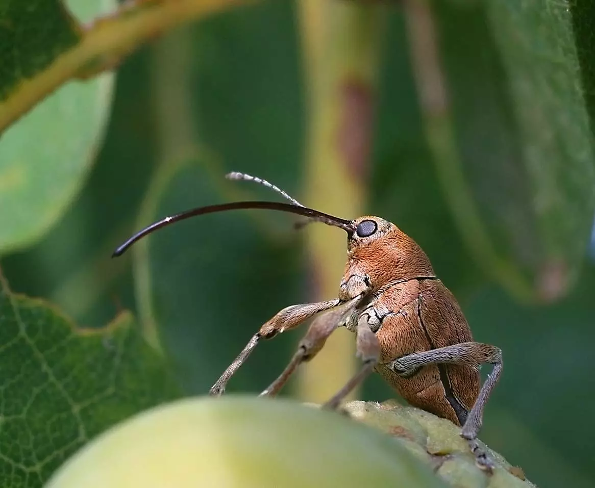 Acorns by beetles ji bo nûvekirinê têne bikar anîn.