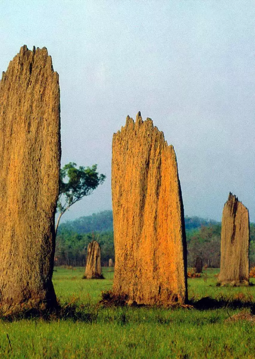Termite Hiwwele - kleng Gebaier