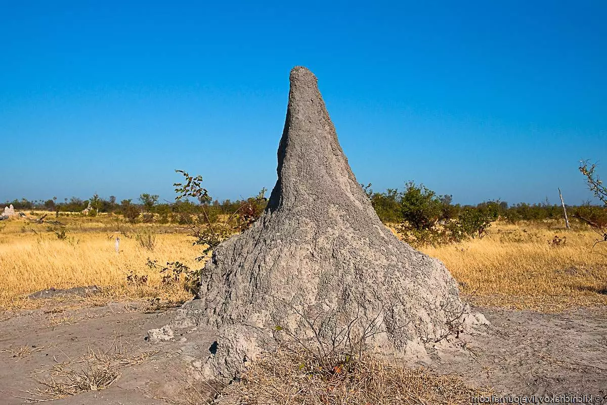 Na dumhaí termite is unpretentious.