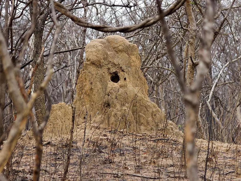 Olağandışı termit höyüğü.