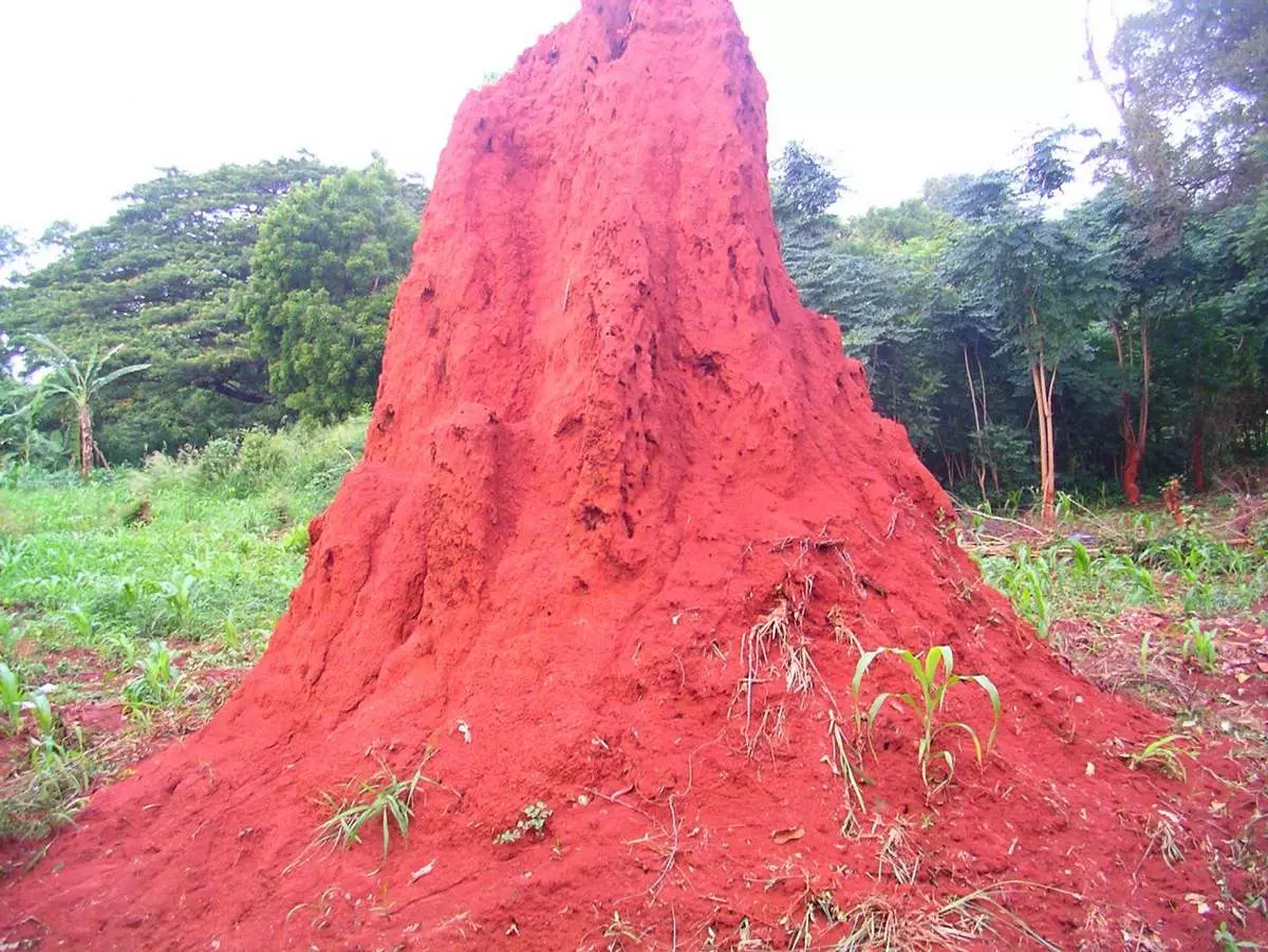 Termite v Angoli.
