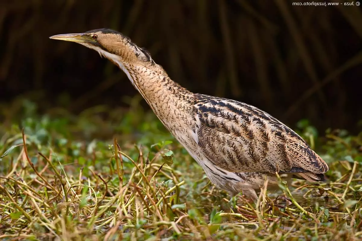 Groot bitterheid (Botaurus stellaris).