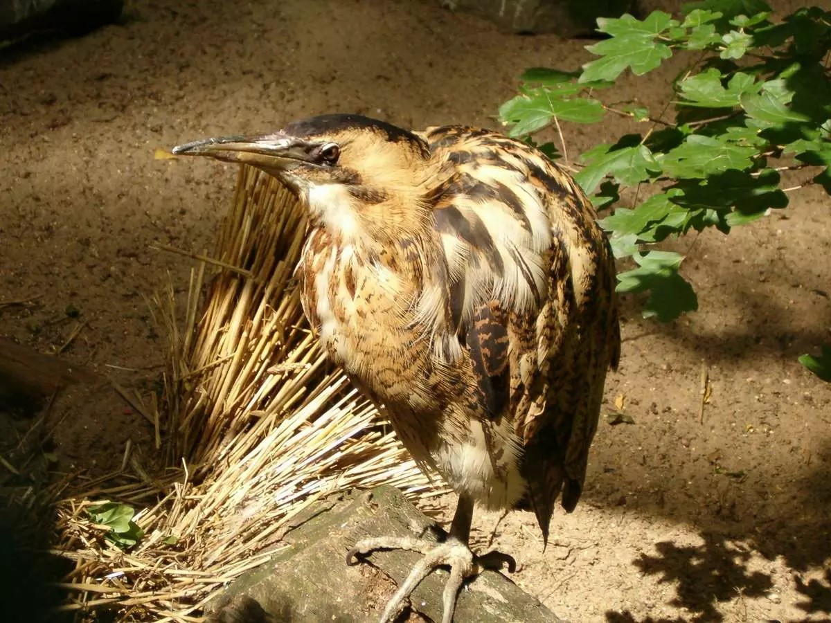 Die groot bitter is 'n familielid van reiers.