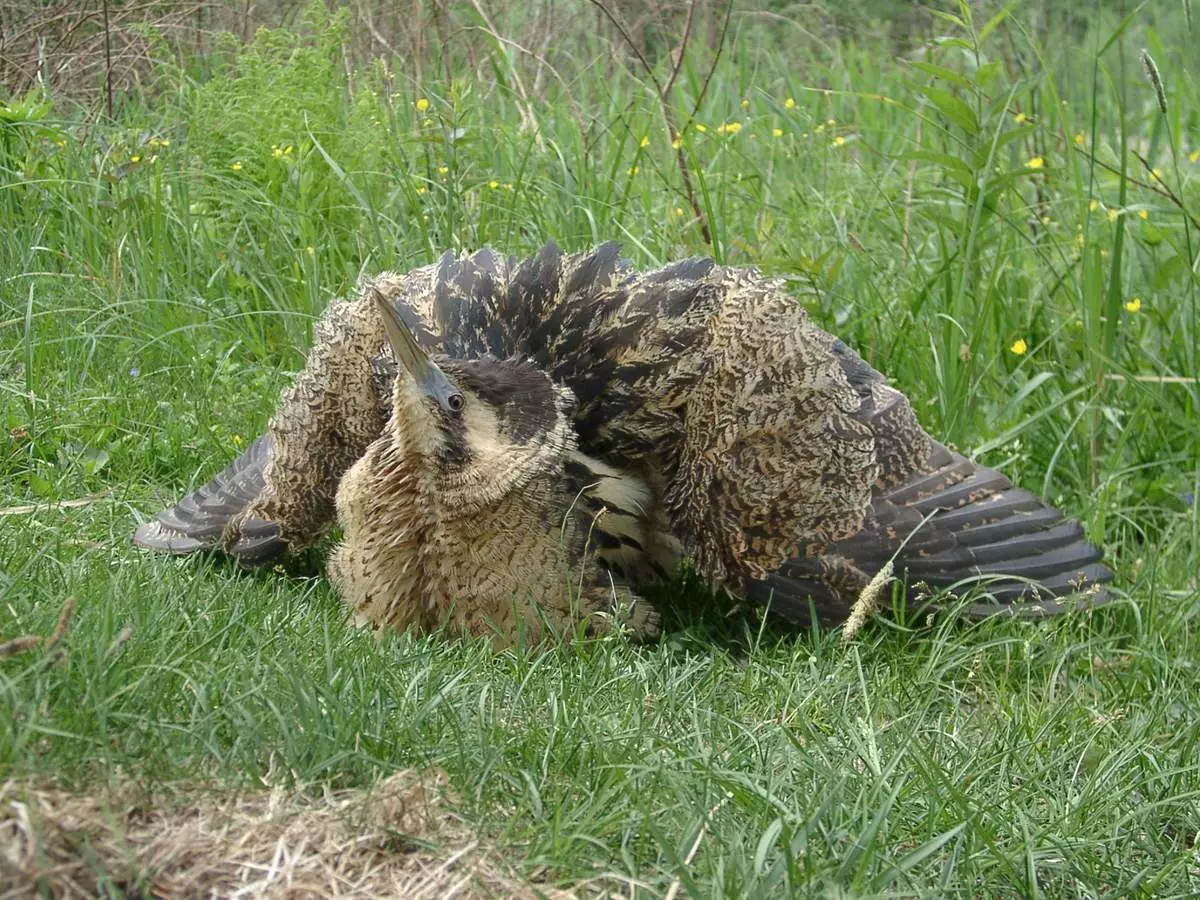 Amarbieroj forlasas siajn nestojn por la vintro.