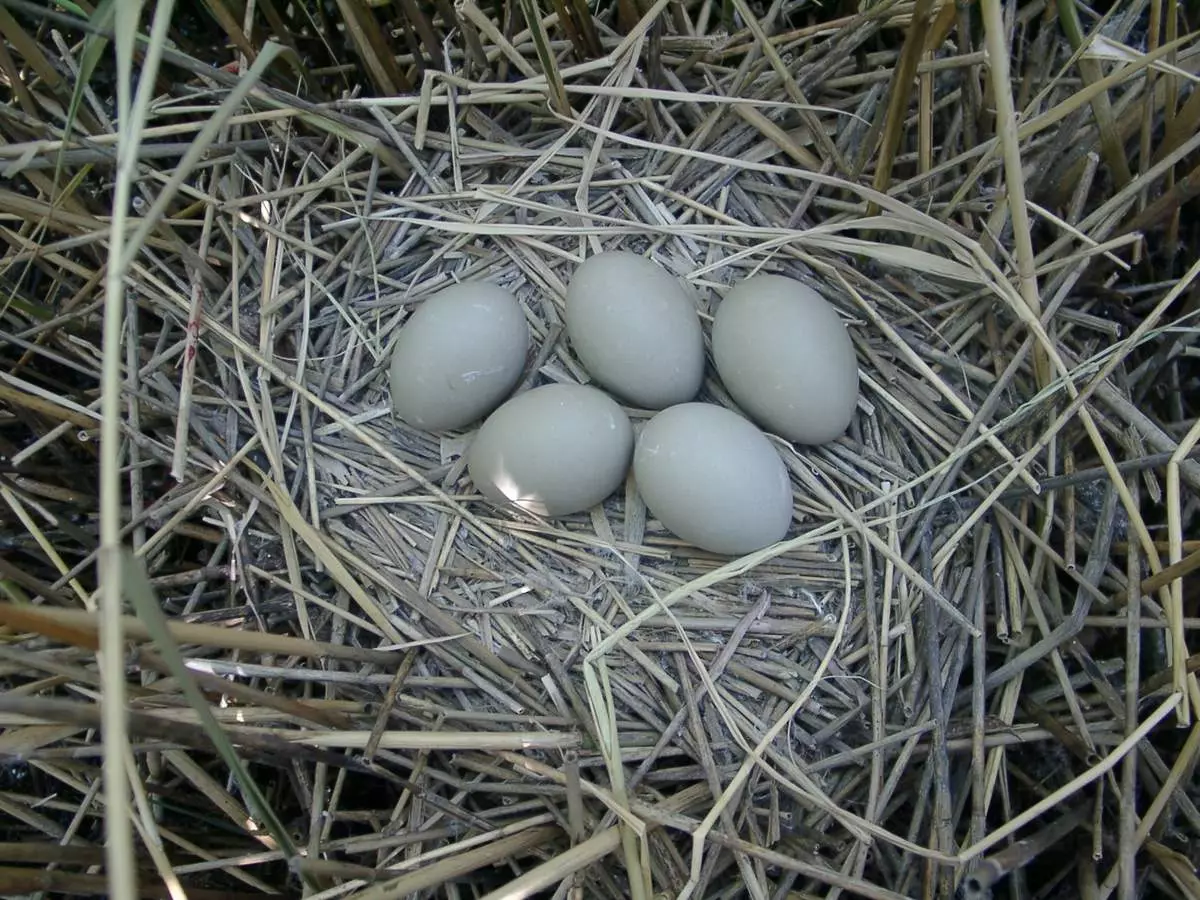 Grenkoba gnezda in bodoči potomci.