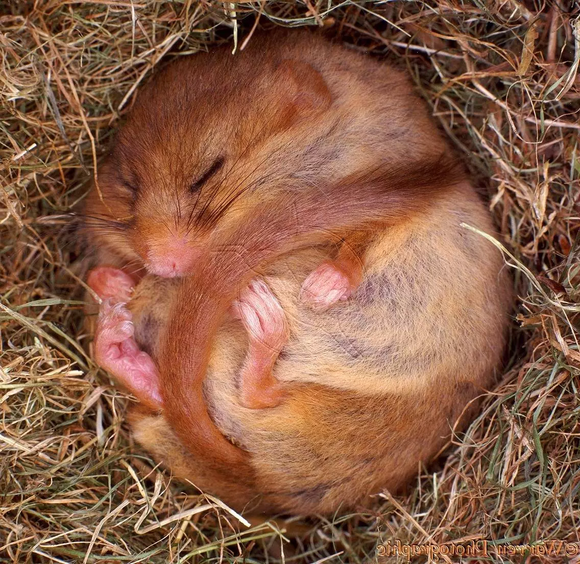 Dormouse na -ehi ụra.