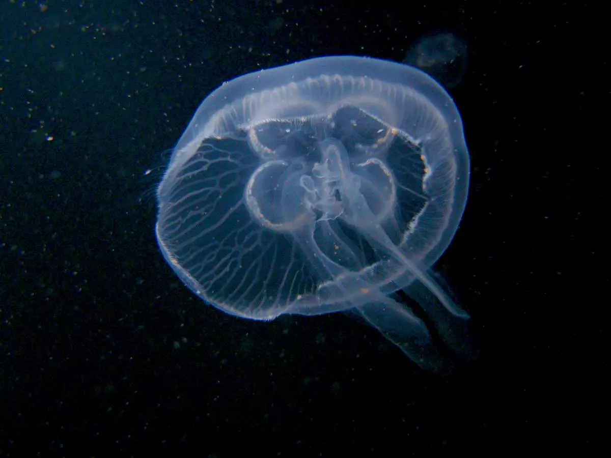 Eared Aurelia adalah penghuni Laut Hitam.