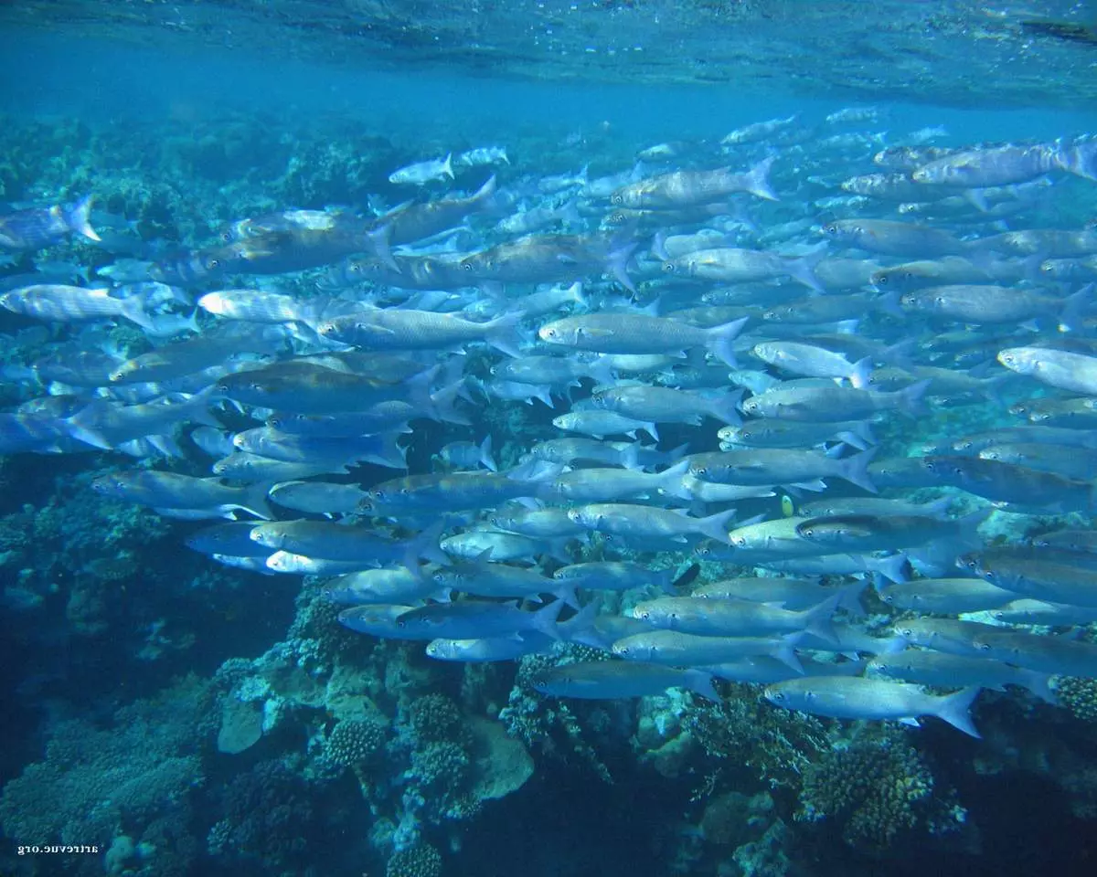 Ikan belanak.