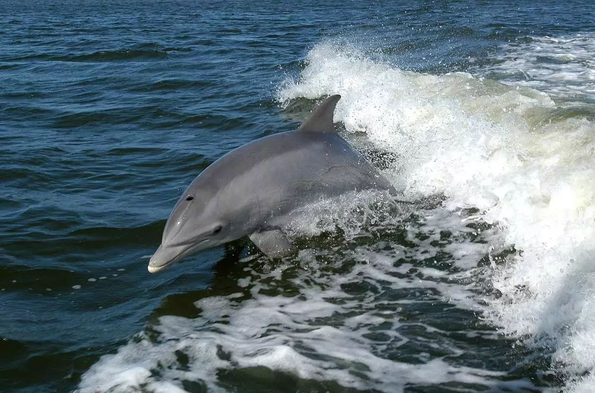 Fekete -tengeri delfin - palackorrú delfin.