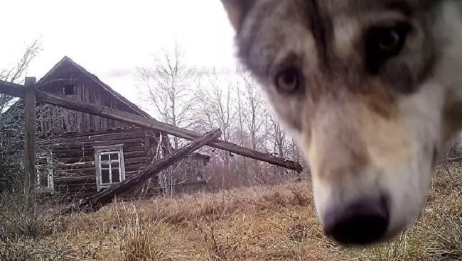 Liema annimali jistgħu jgħixu fiż-żona ta 'Chernobyl?