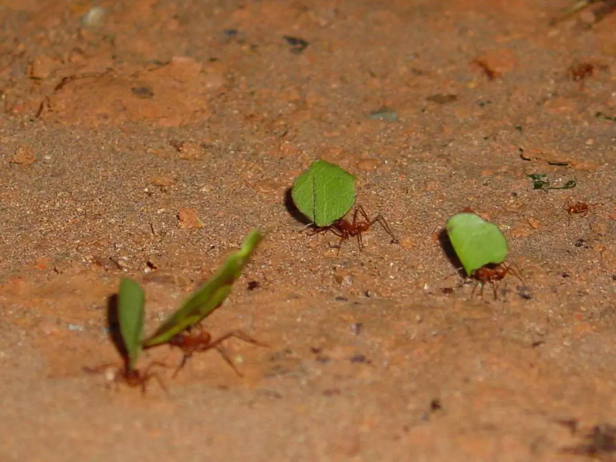 Lapu griezēju skudras (Acromyrmex).