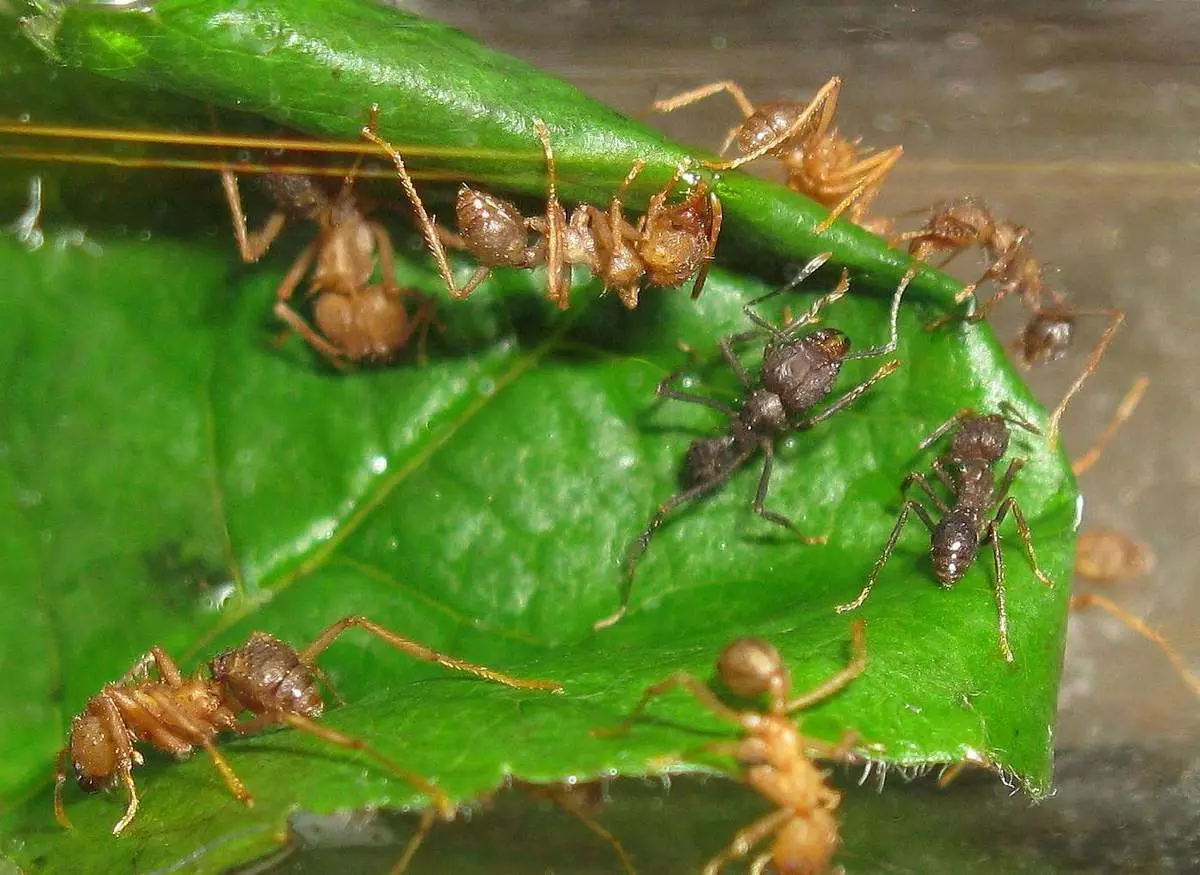 Ljudi su klasificirali mrave koji režu lišće kao insekte.