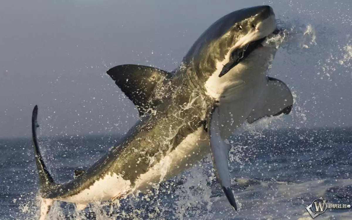 Haaien binne wiere marine rôfdieren.