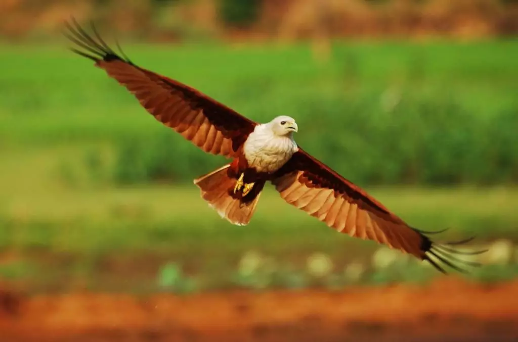 婆羅門風箏生活在沿海或沼澤中，以魚和其他獵物為食。