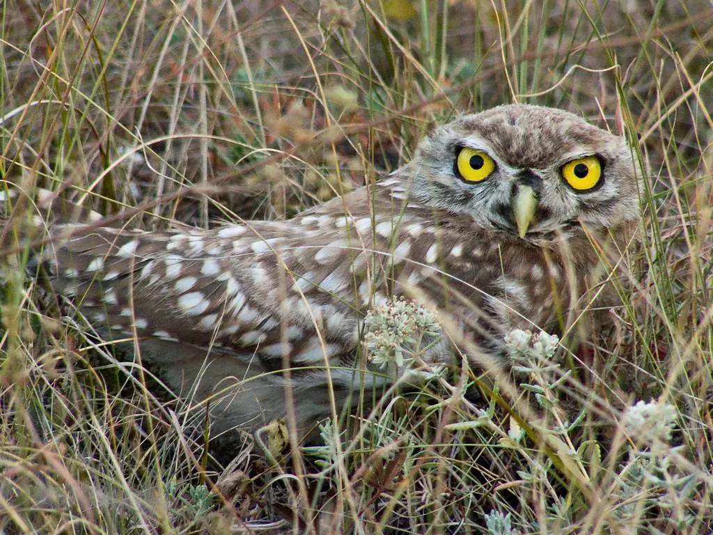 Wong-wong India Maya nganggep manuk hantu minangka perwujudan setan.