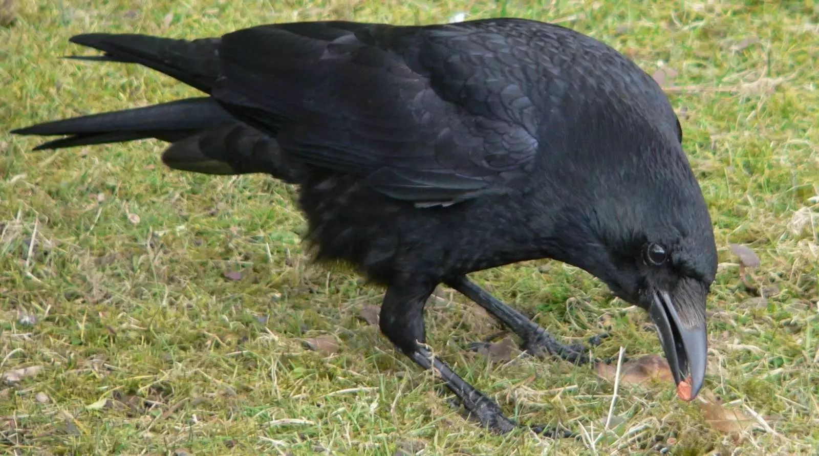 Chytrá vrana s dlhou pečeňou