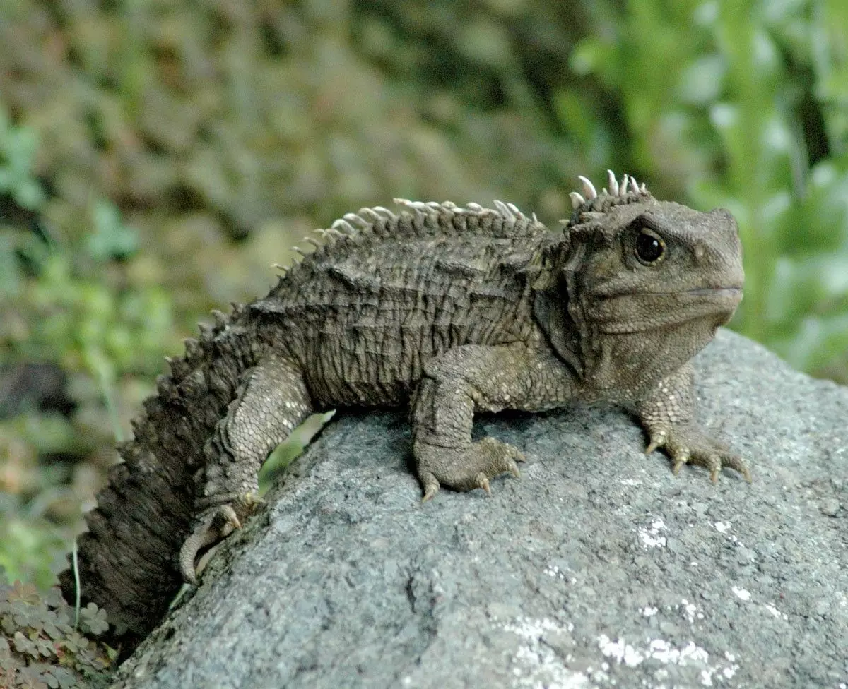 Tuatara