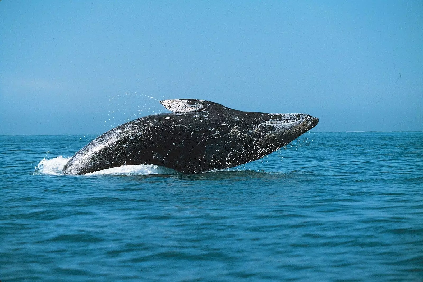 Veľryba Bowhead