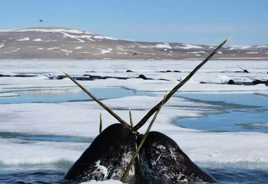 Narwhals äpet deňiz süýdemdirijileridir.