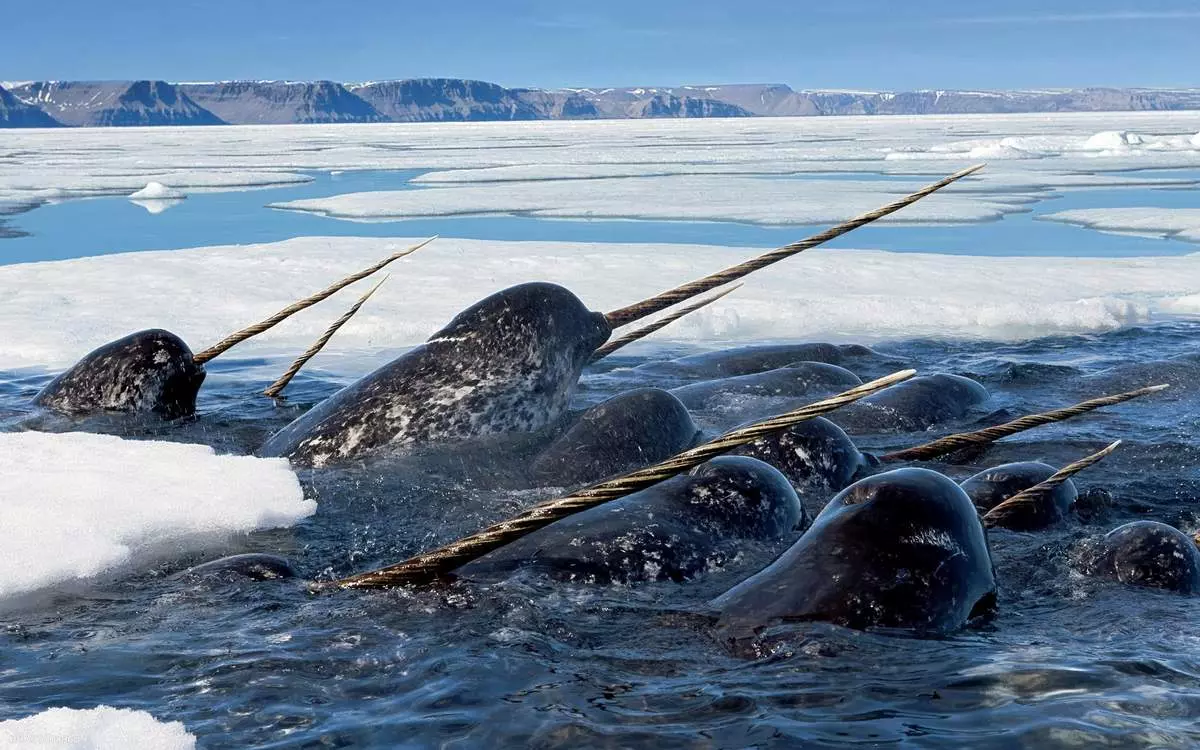 narwhals အုပ်စုတစ်စု။